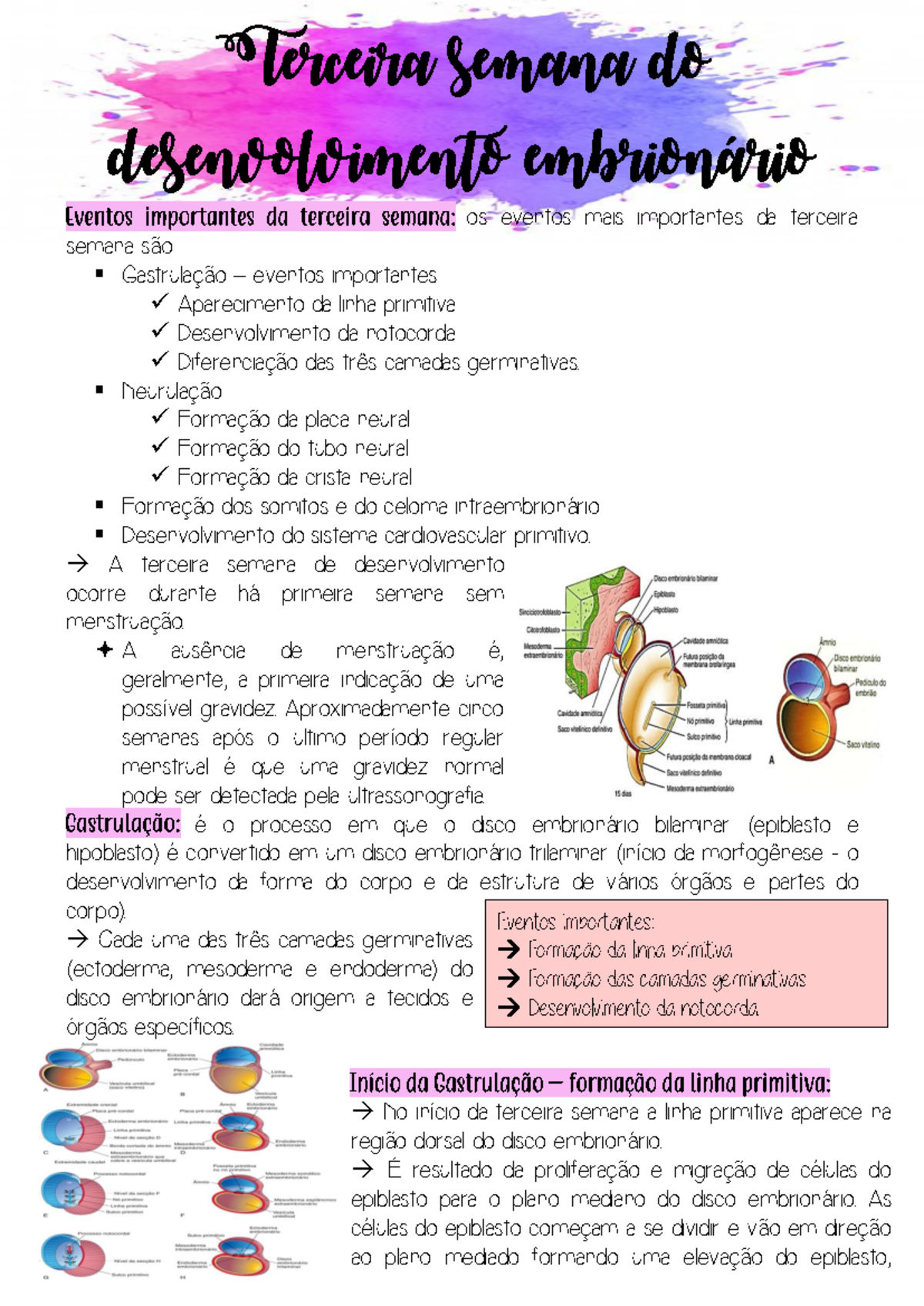 Terceira semana do desenvolvimento embrionário - Terceira semana do ...