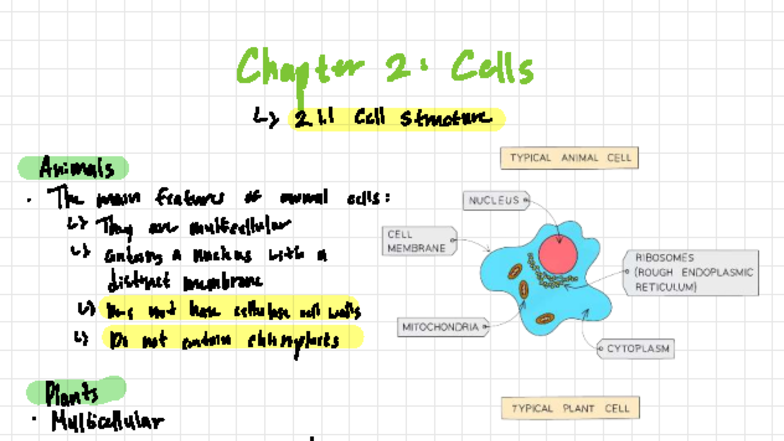 Biology IGCSE CH2: Animal and Bacterial Cell Structures - Studocu