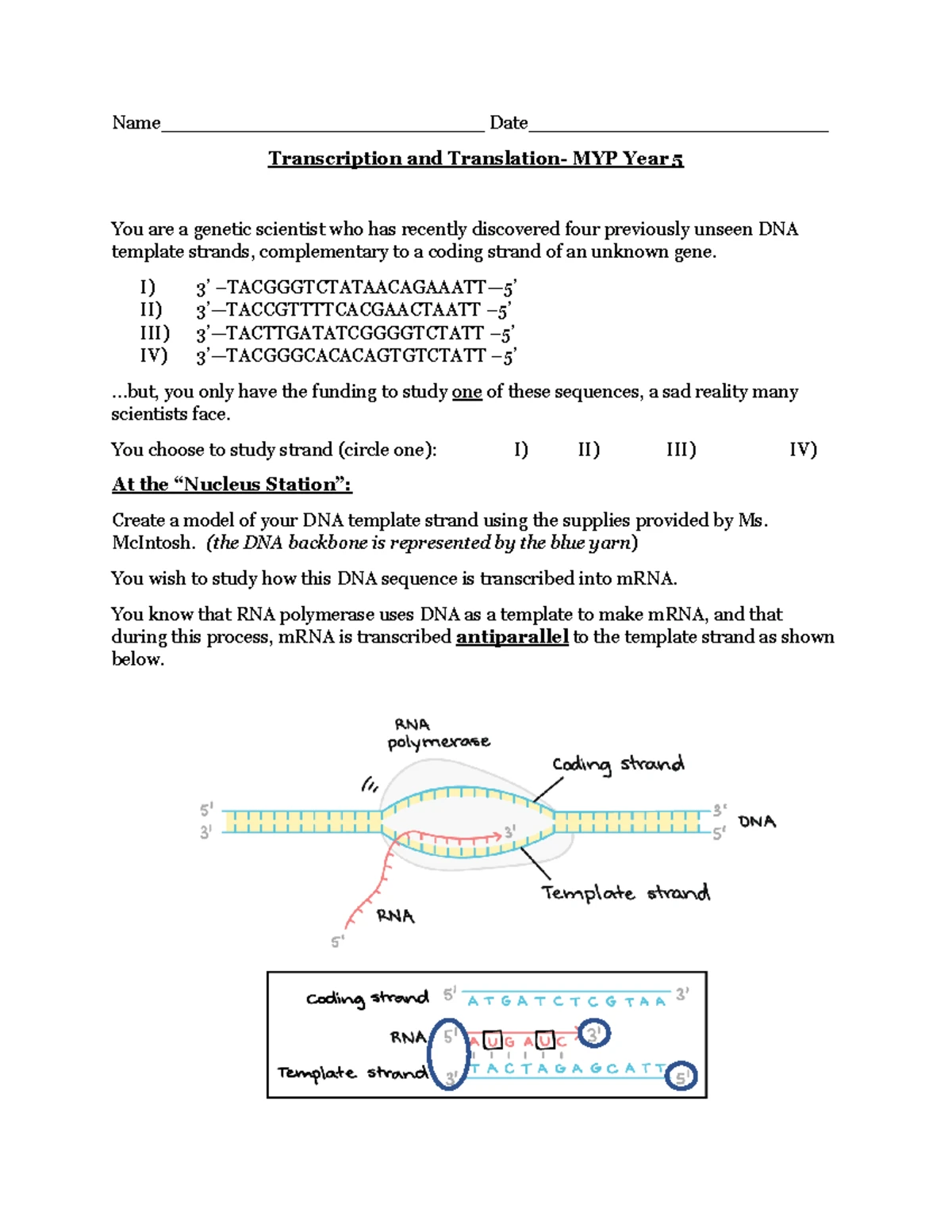Transcription and Translation Practice Worksheet - Bio 101 - Studocu