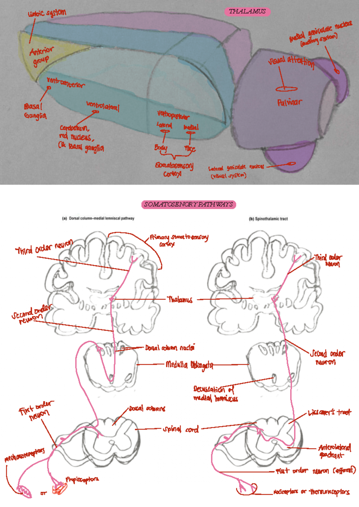 Thalamus and Somatosensory Pathways - limbic system THALAMUS medical ...
