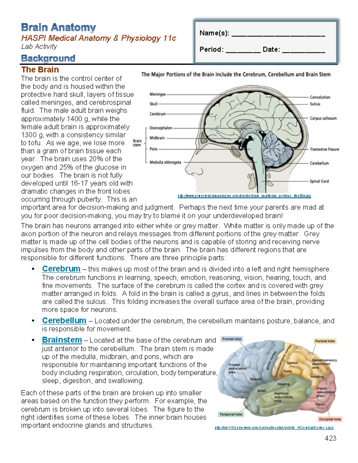 Sheep Brain Dissection Guide - Haspi - HASPI Medical Anatomy ...