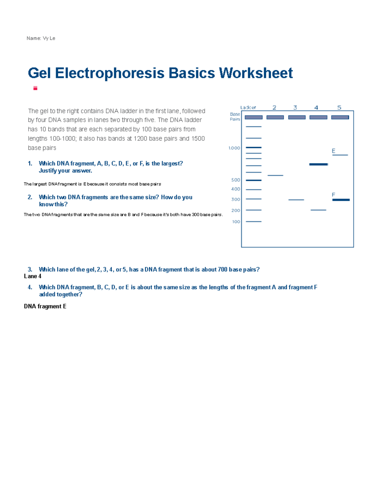 Gel Electrophoresis Basics Worksheet - Phuong Vy Le - Studocu