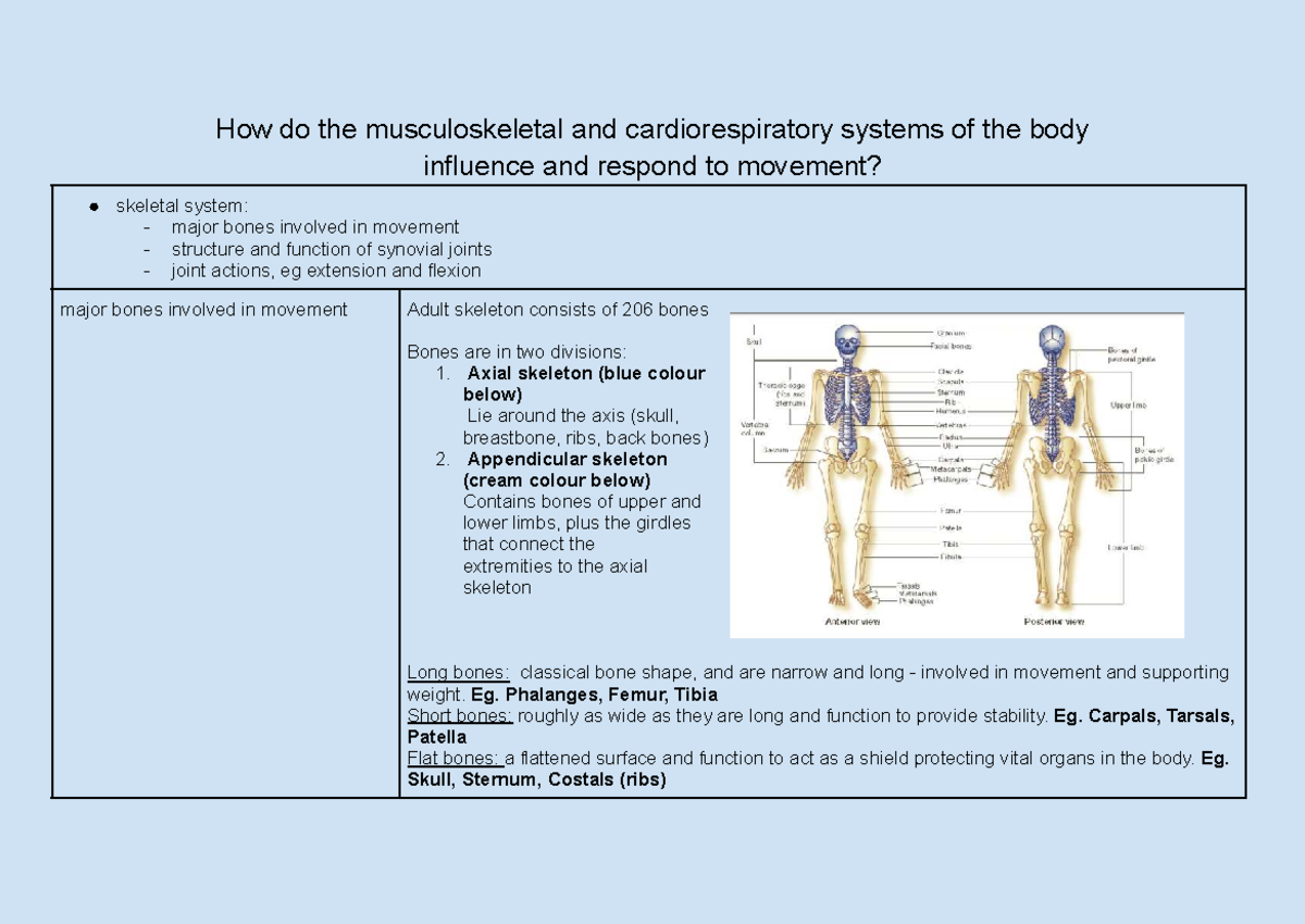 Core 2 - Pdhpe 11 Body in Motion - How do the musculoskeletal and ...