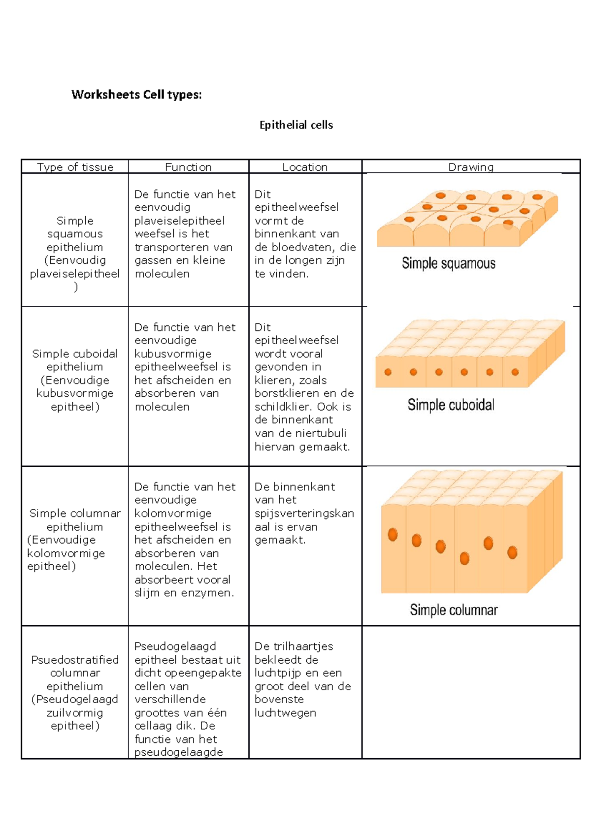 Worksheets histo - Worksheets Cell types: Epithelial cells Type of ...