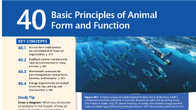Chapter 40: Basic Principles of Animal Form and Function (Campbell ...