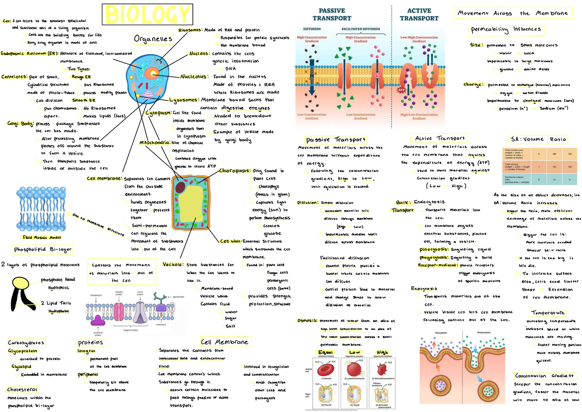 Biology Unit 1: Cell Movement and Membrane Transport Summary - Studocu