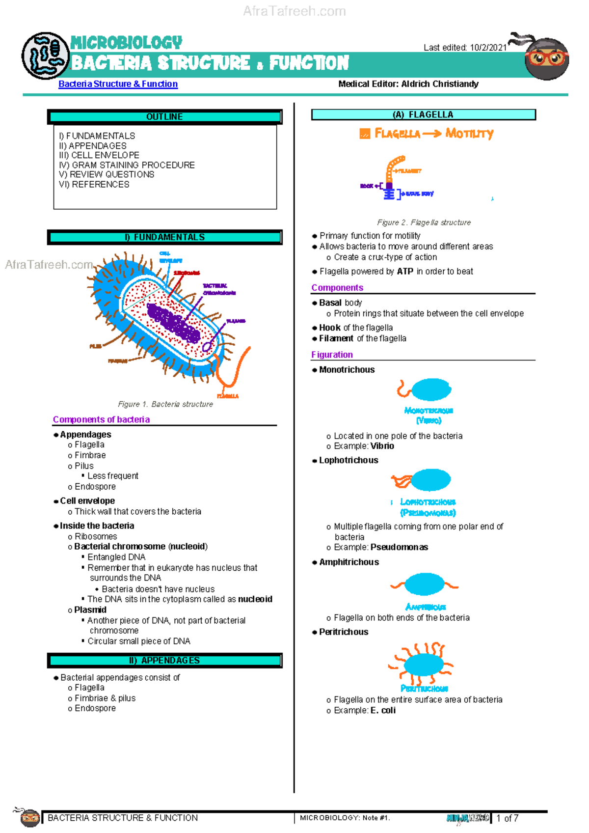 Bacteria Structure and Function (MICROBIOLOGY 101) - Studocu
