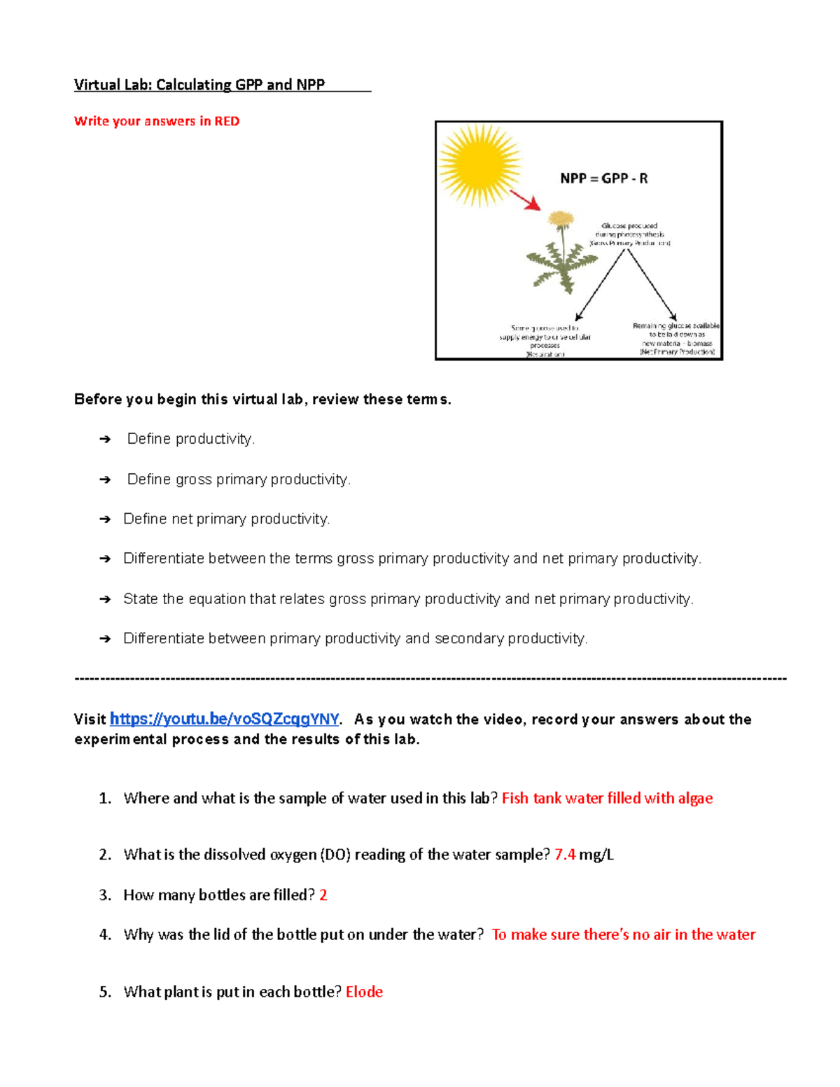 GPP and NPP Calculations: Mini Virtual Lab Insights - Studocu