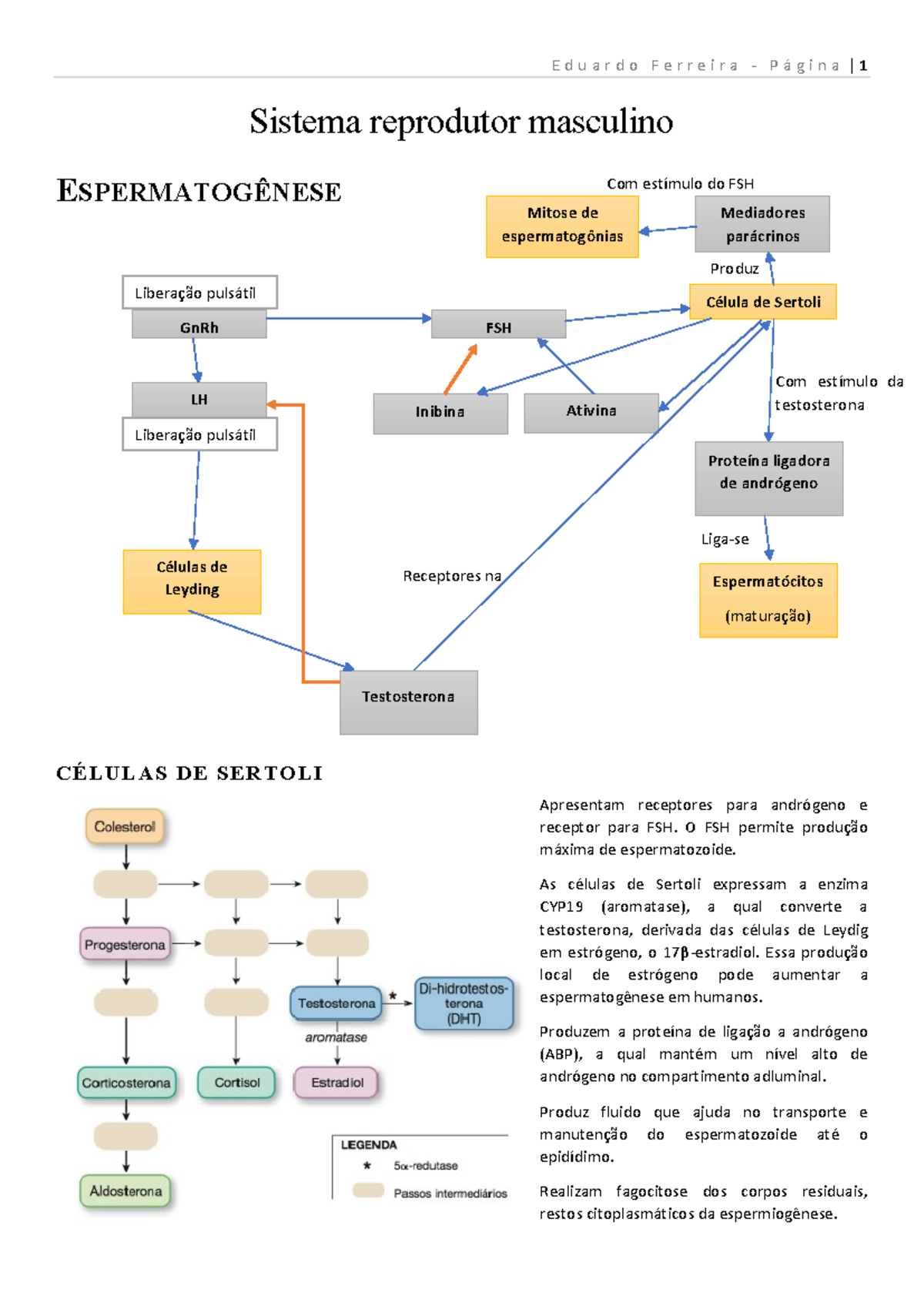 Sistema reprodutor masculino - fisiologia - Warning: TT: undefined function: 32 Sistema ...