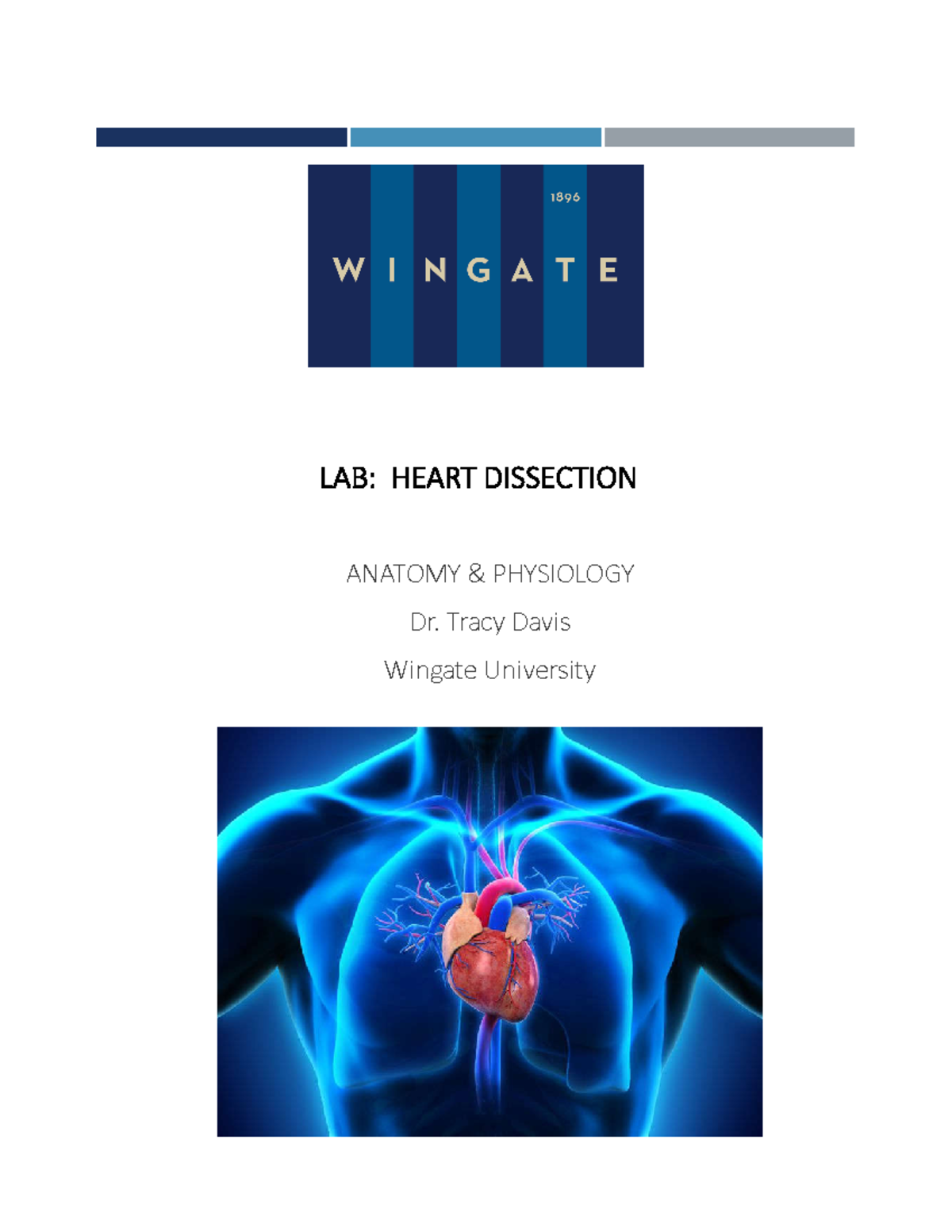 LAB Heart Dissection - study material - LAB: HEART DISSECTION ANATOMY ...