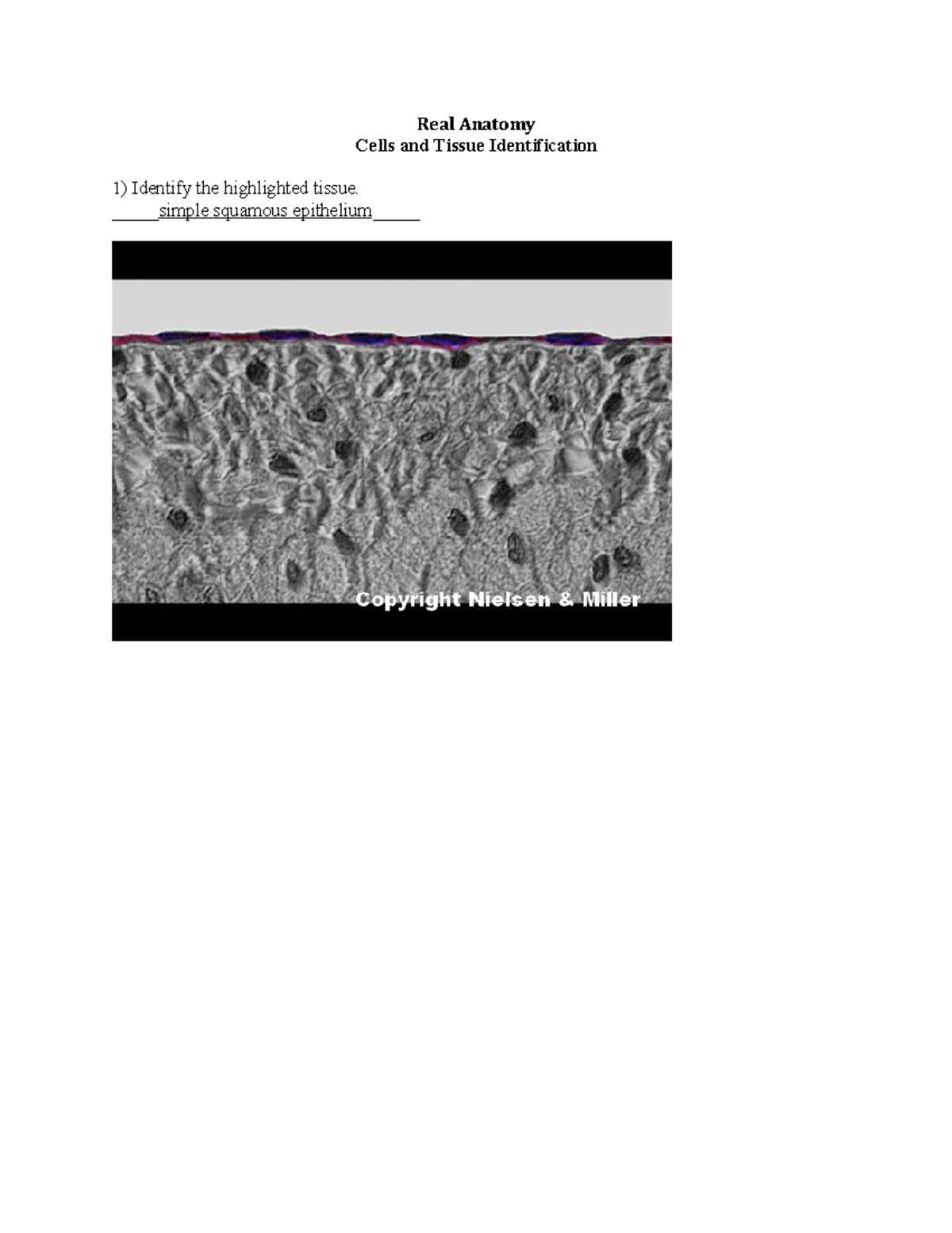 Real Anatomy: 01 Cell and Tissue Identification Answer Key - Studocu