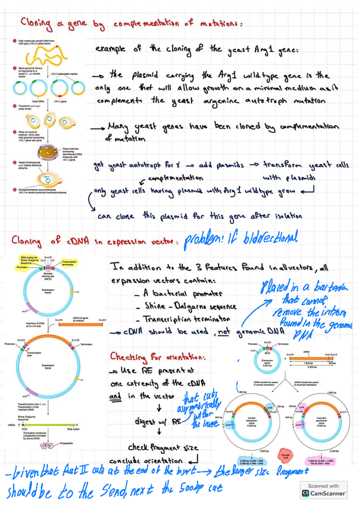 Biotech 2: Gene Cloning, PCR Techniques, and Sequencing Methods - Studocu