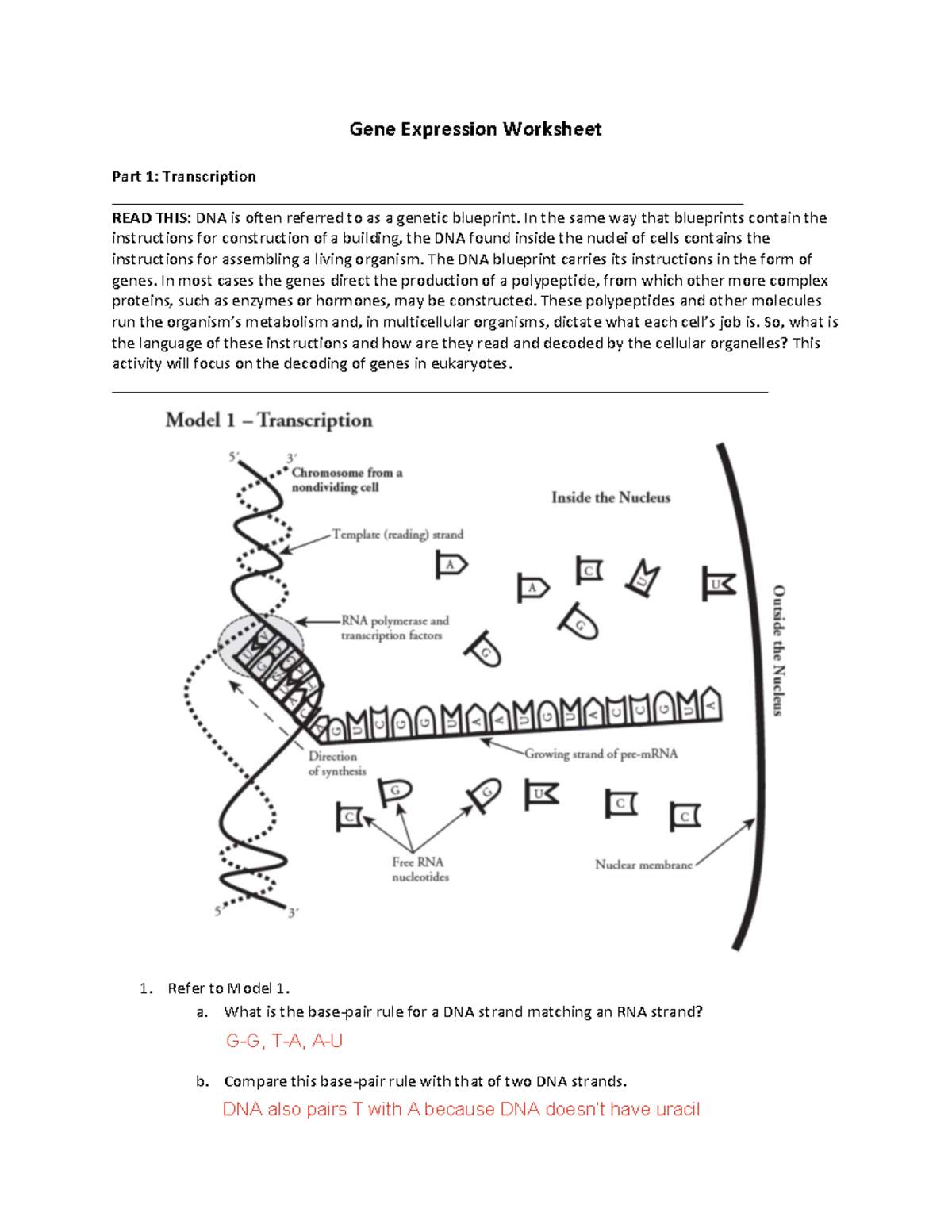 Gene Expression Worksheet - Part 1: Transcription Gene Expression ...