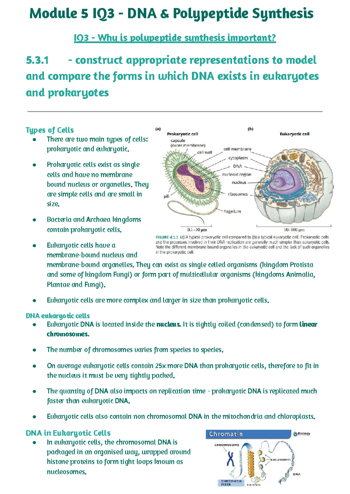 BIO Module 5 Notes: DNA and Polypeptide Synthesis Overview - Studocu