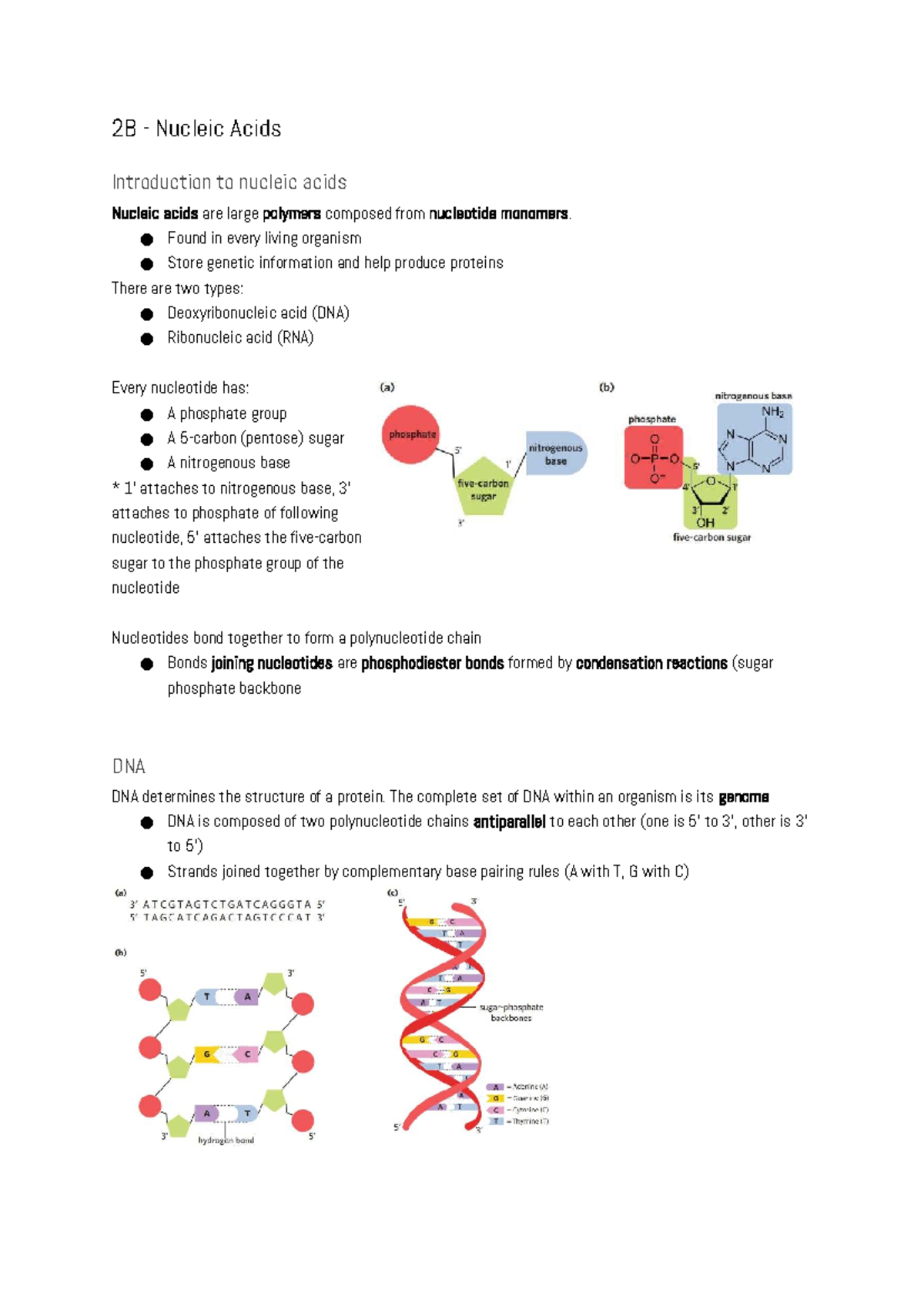Unit 3 AOS 1 Part 2: Nucleic Acids, Enzymes, and Genetic Techniques ...