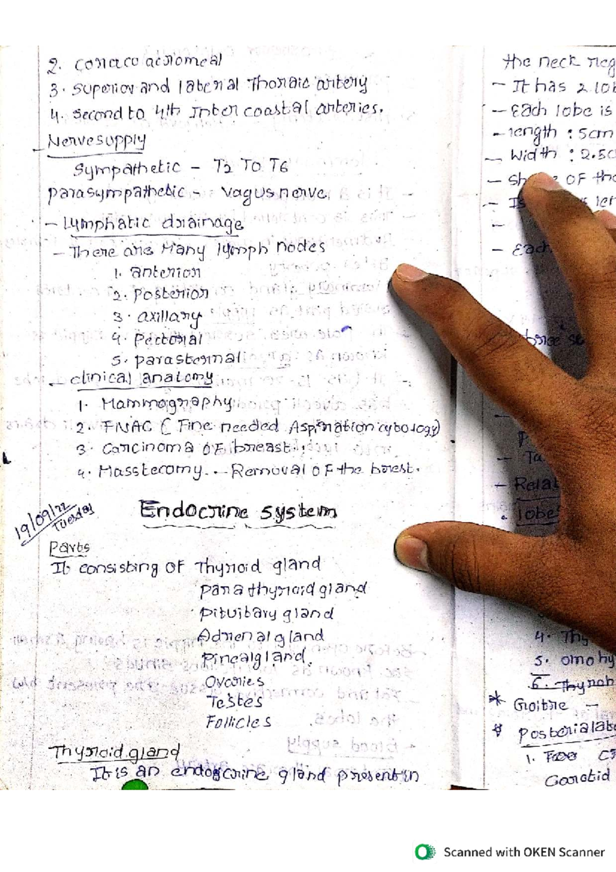 Endocrine System Overview - Anatomy and Clinical Insights - Studocu