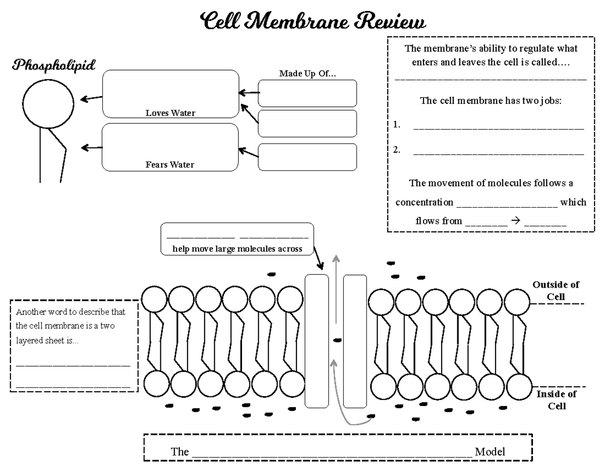G.O Cell Membrane+Transport - Cell Membrane Review Loves Water Fears ...