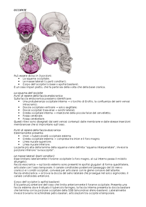 Osteopatia craniosacrale: Parietale - PARIETALE ANATOMIA I parietali ...