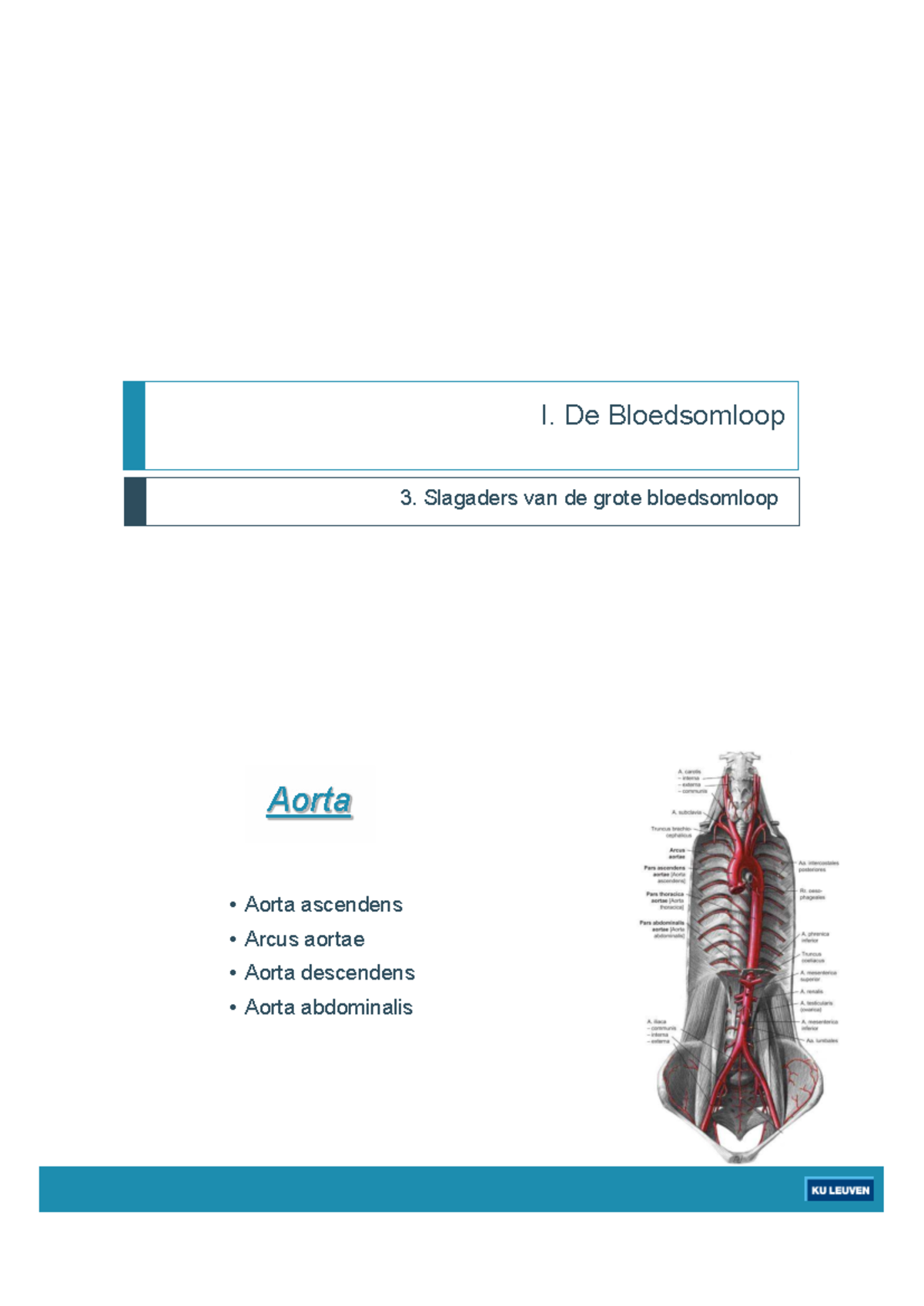 Les 2: Anatomie van de Bloedsomloop en Lymfevaten - Studocu