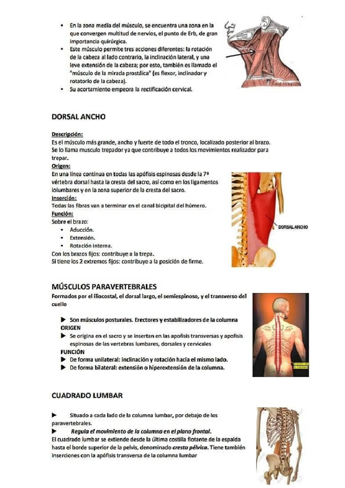 Anatomía 2: Músculos y Funciones del Cuerpo Humano - Studocu