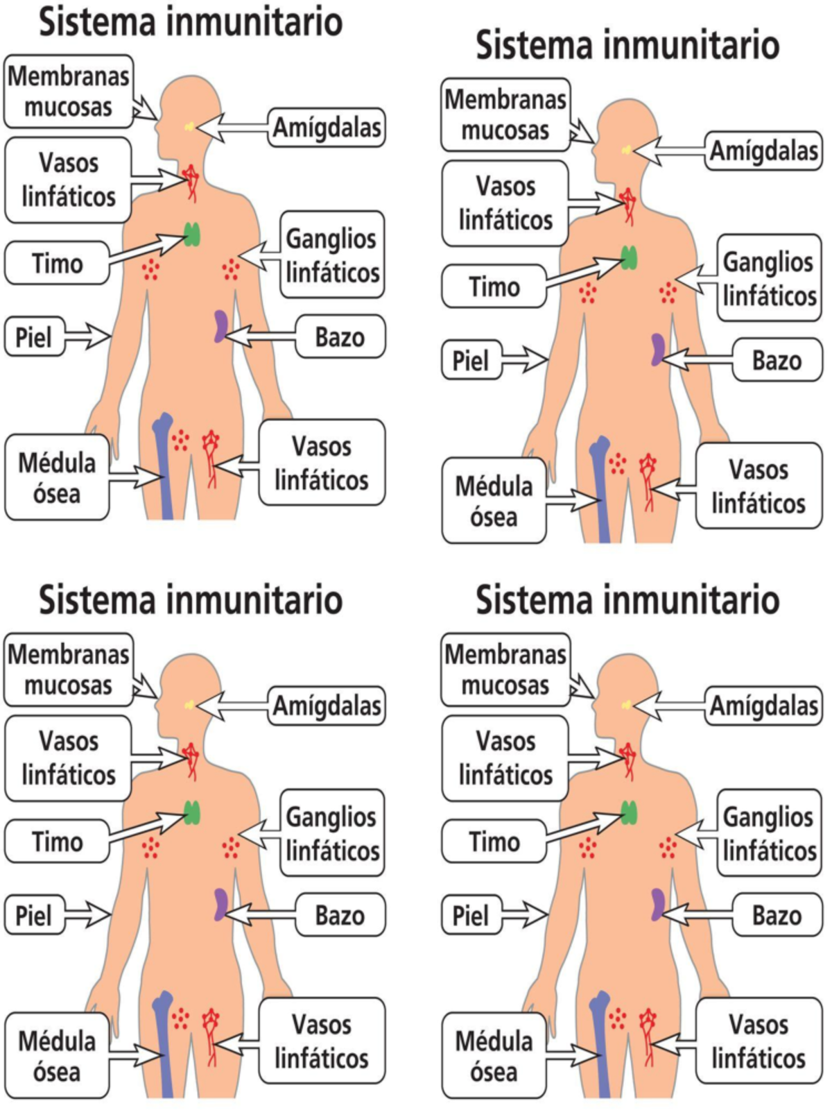 Sistema Inmunológico - Esquema Completo del Sistema Inmunitario - Studocu