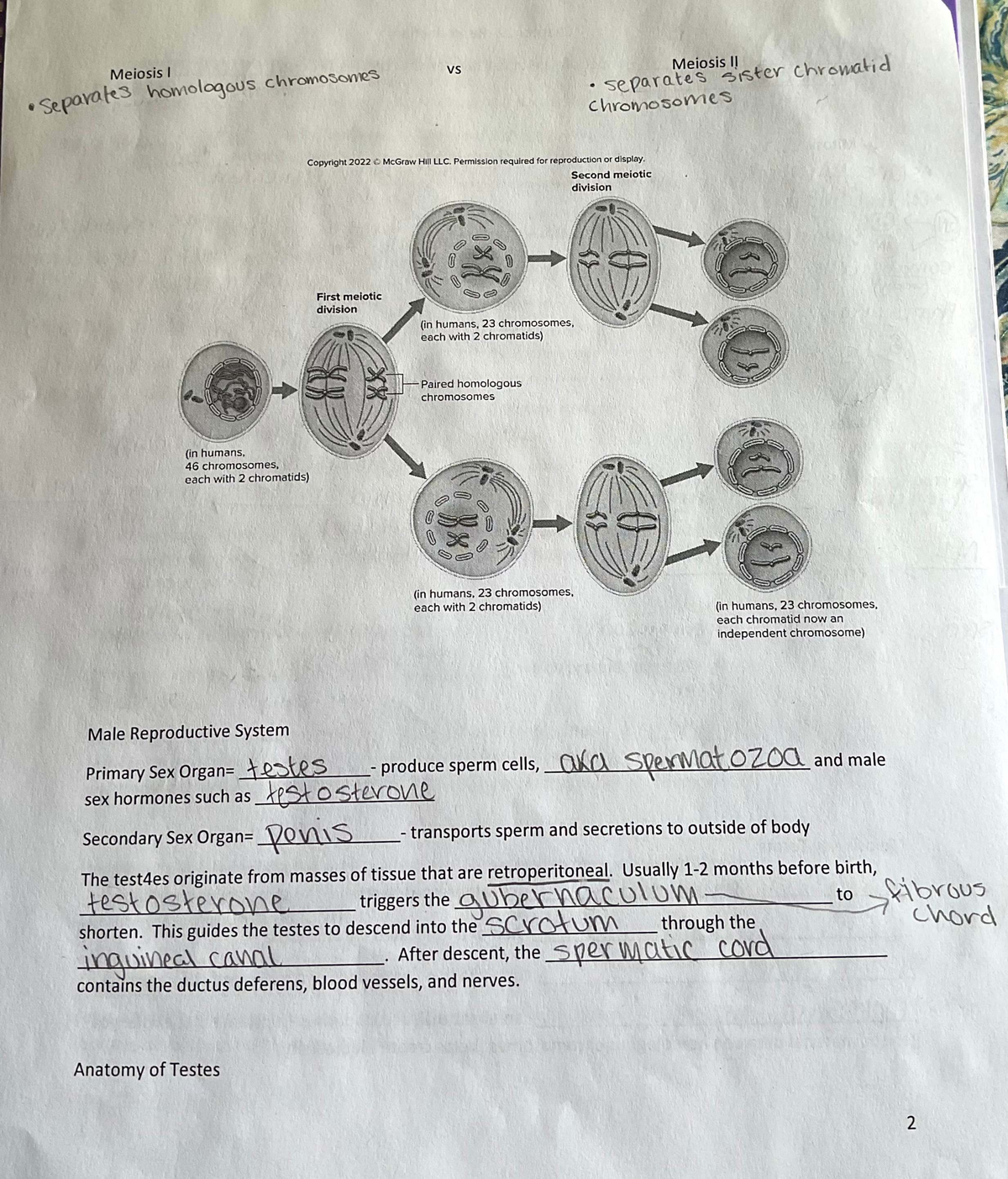 Meiosis and Male Reproductive System Overview - Course ABC123 - Studocu