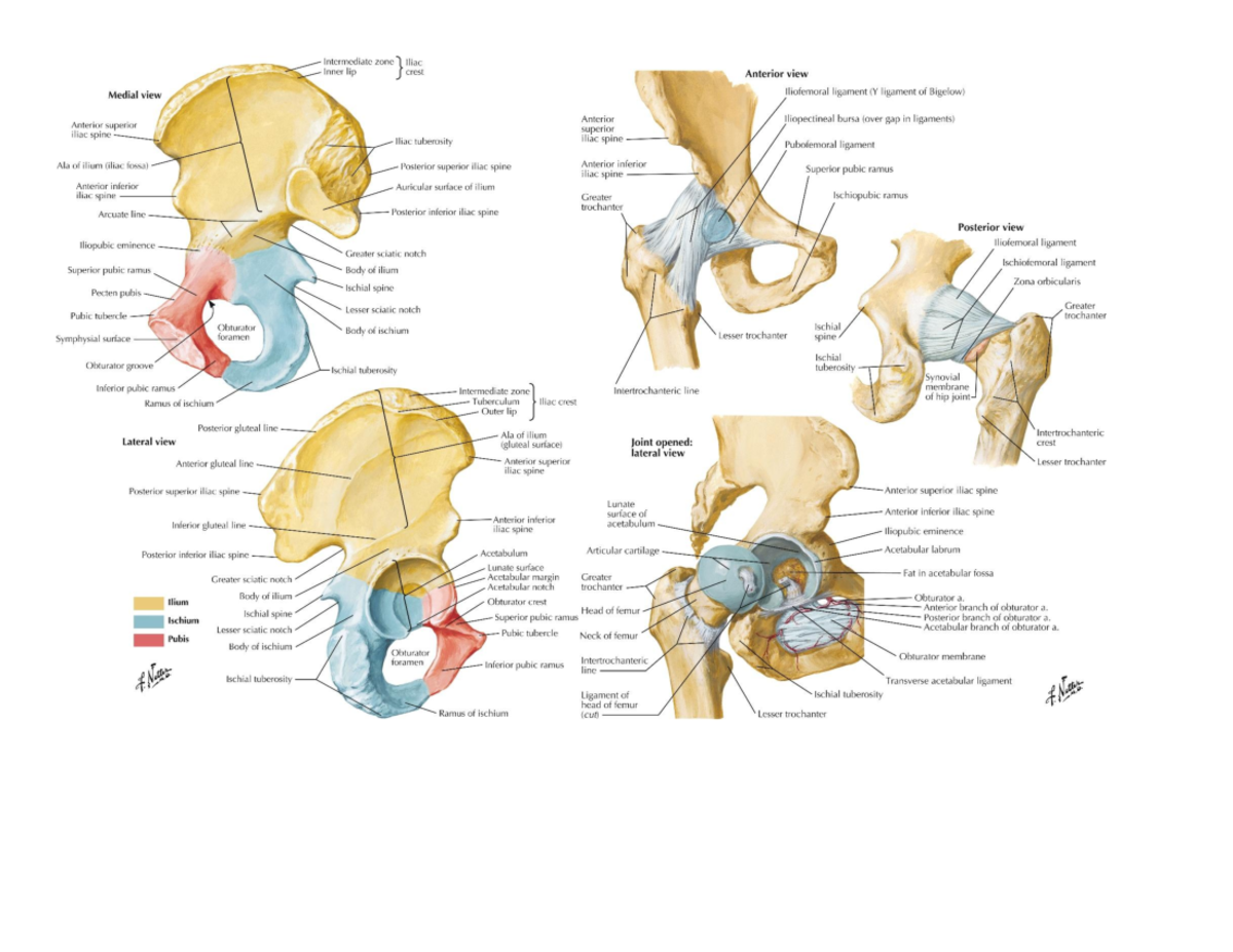 Musculos piernas+ - Resumen Anatomia II - Gemelo superior Espina ...