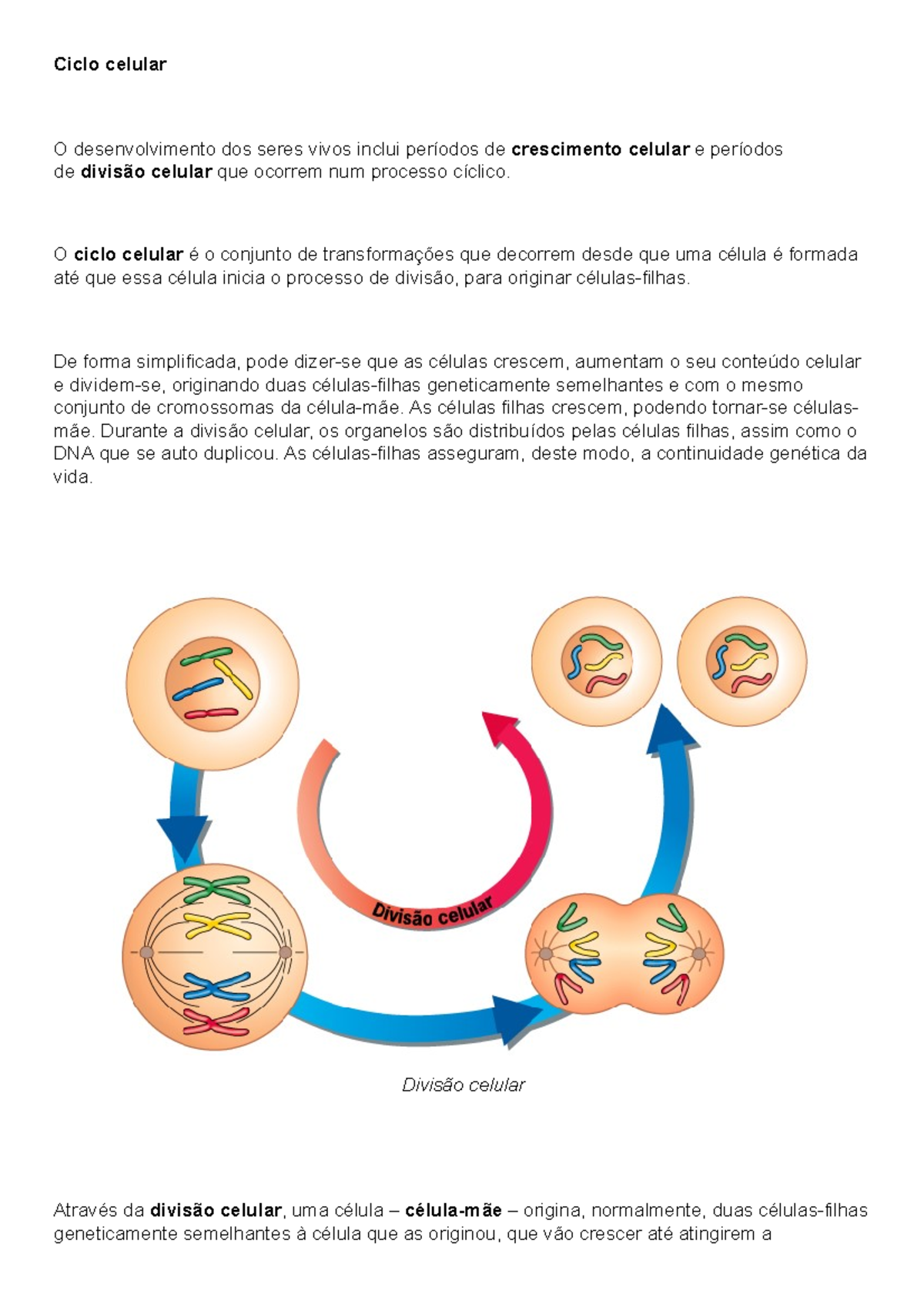Ciclo Celular e Mitose: Ficha de Estudo para Biologia 101 - Studocu