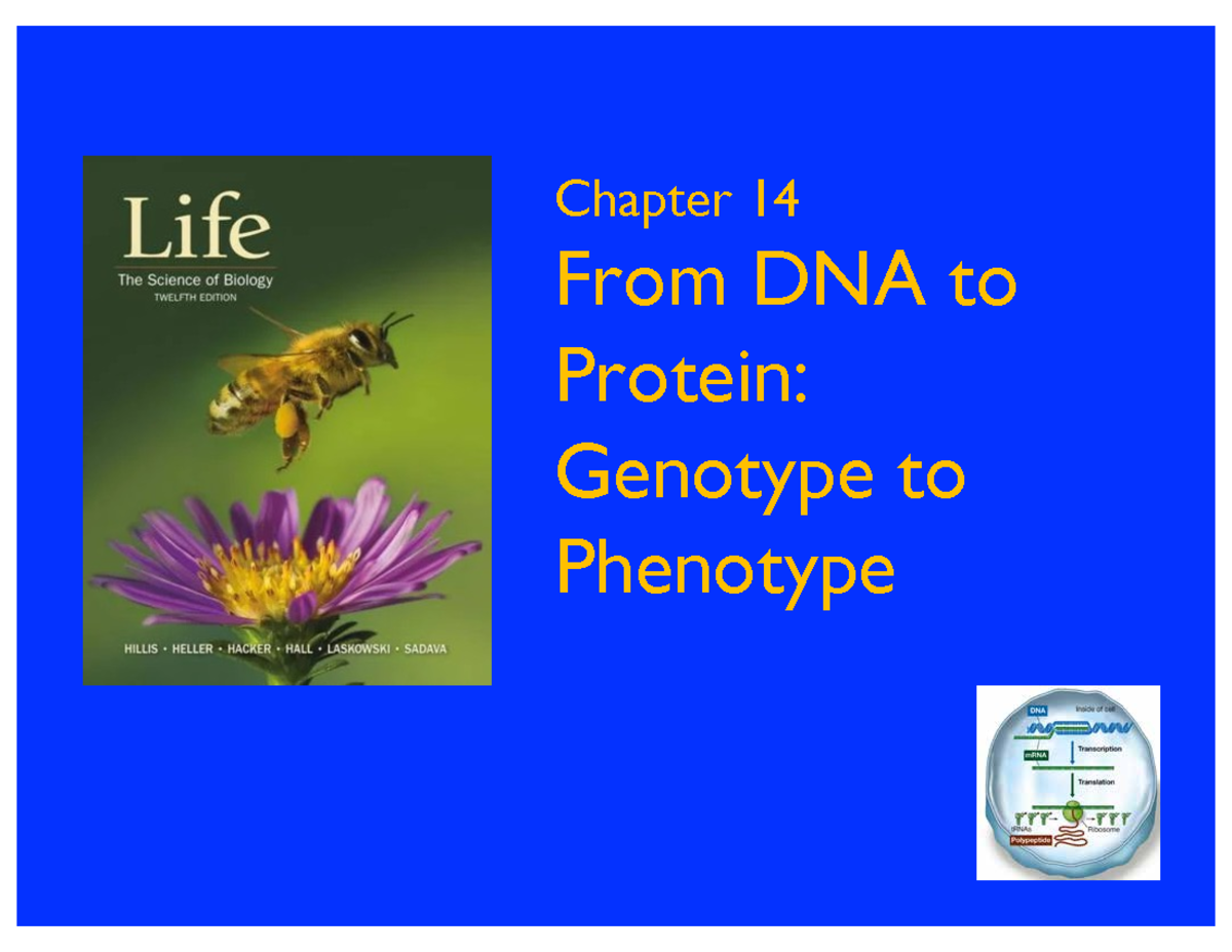 Fall 2023: Chapter 14 - From DNA to Protein: Genotype to Phenotype ...