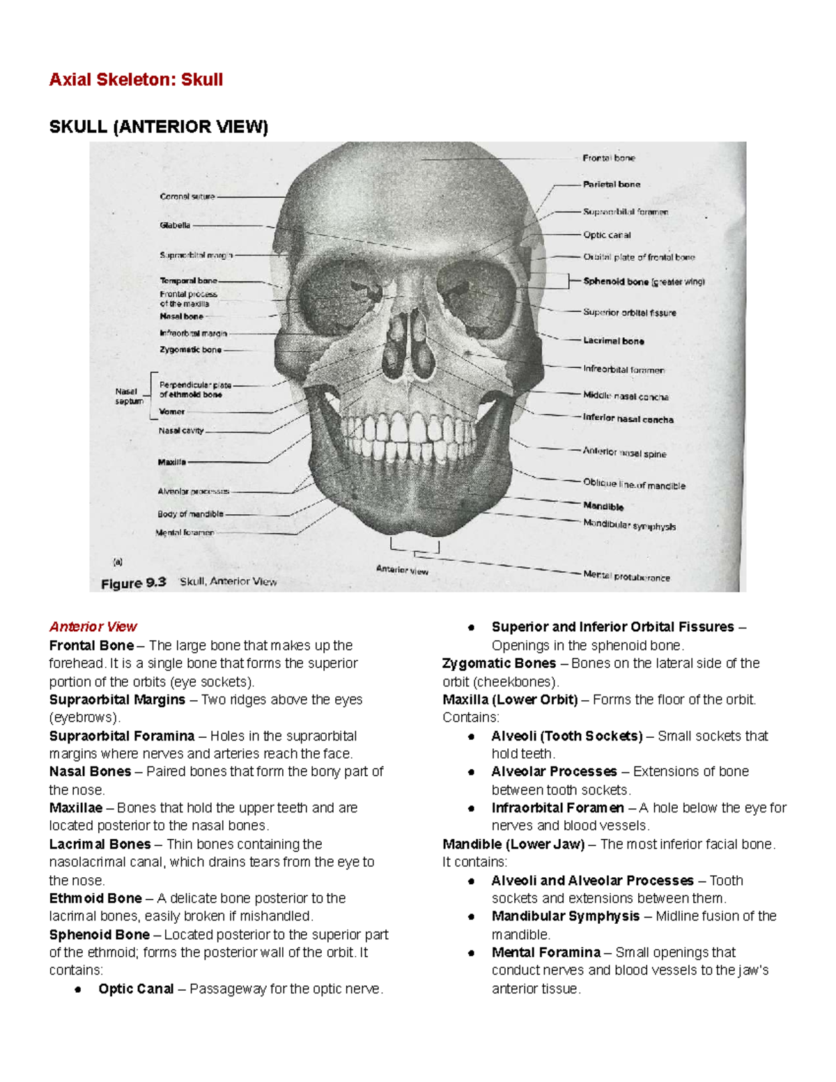 Axial Skeleton: Detailed Overview of Skull Anatomy (LAB HT) - Studocu