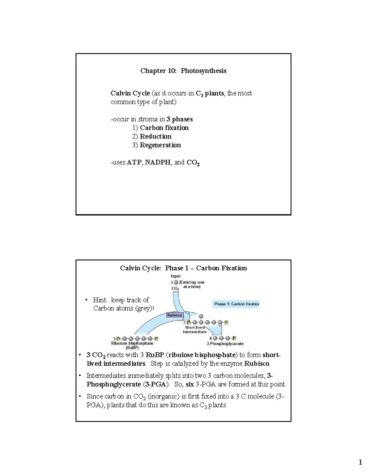 Calvin Cycle Overview and Adaptations in C3, C4, and CAM Plants ...