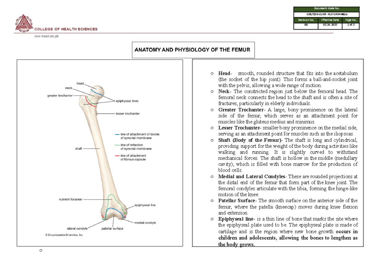 Anatomy & Physiology of Femur: Key Structures & Functions - Studocu