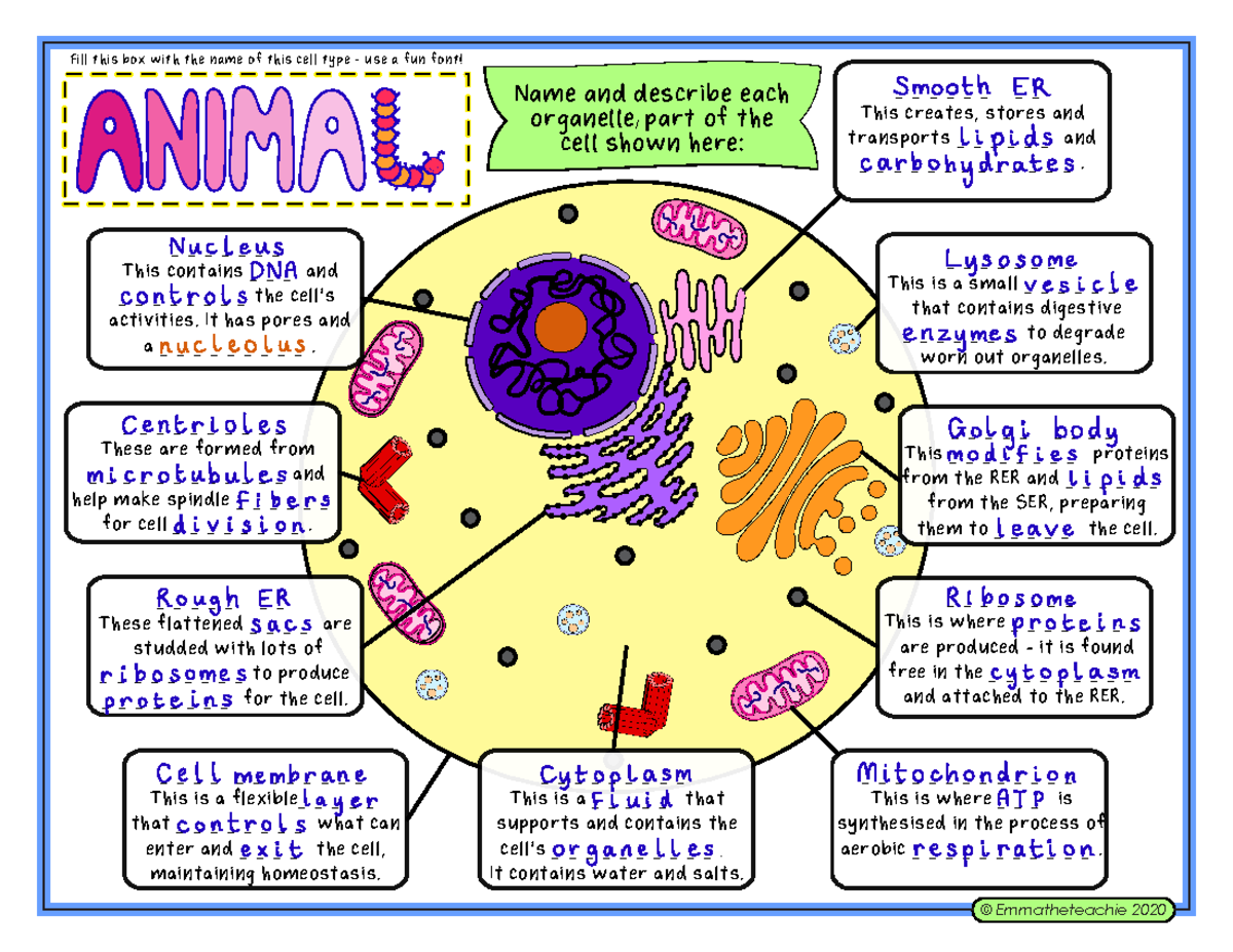 Cell Organelles - Doodle Notes & Descriptions (BIO101) - Studocu