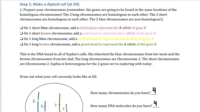 Meiosis Process Steps and Chromosome Analysis (BIO101) - Studocu