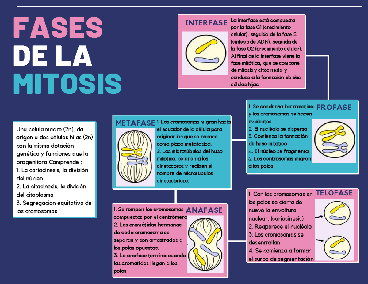 Fases de la Mitosis: Interfase y Proceso de División Celular - Studocu