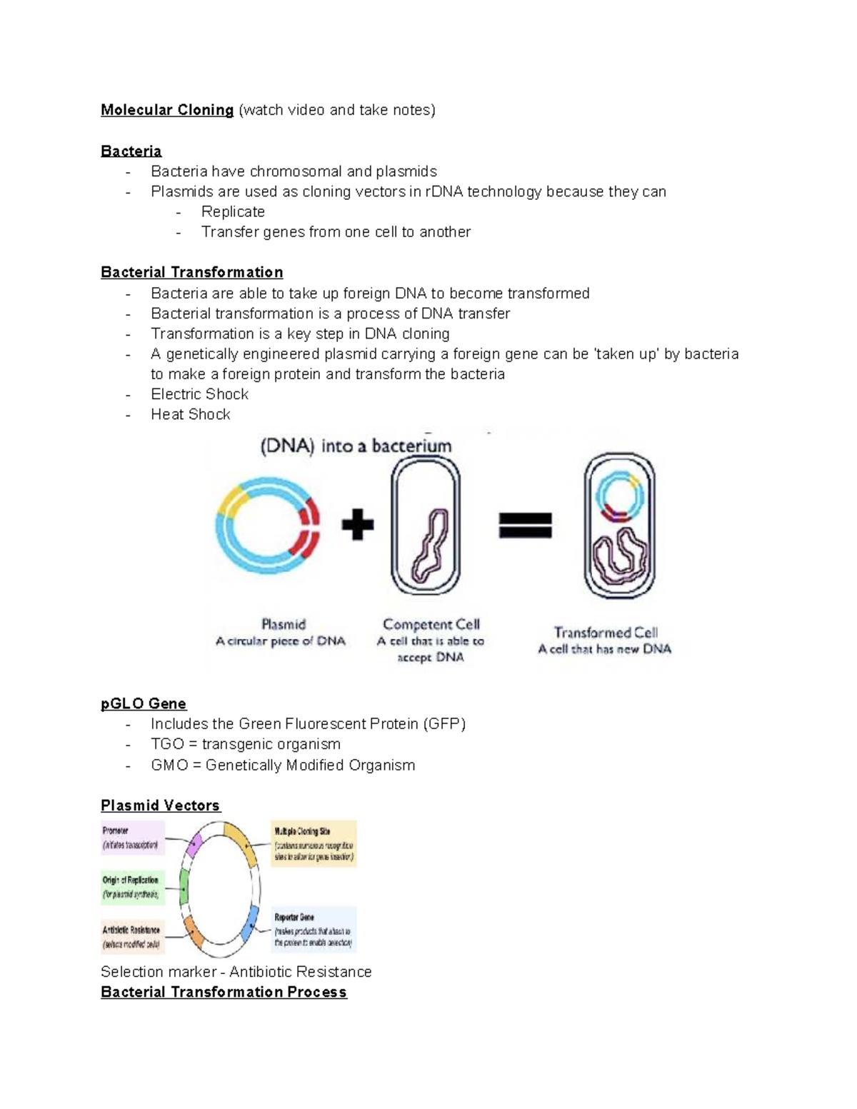 Molecular Cloning and Bacterial Transformation Notes (DNA Manipulation ...