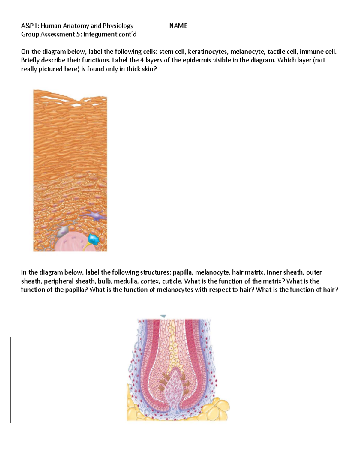 Group Assessment 5: Integument - A&P I Human Anatomy & Physiology - Studocu