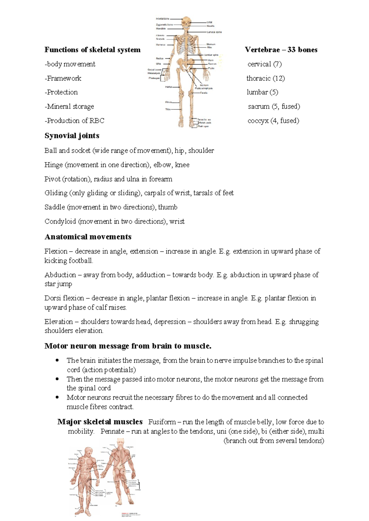 Skeletal System & Muscle Function: Exam Revision Notes (PE101) - Studocu