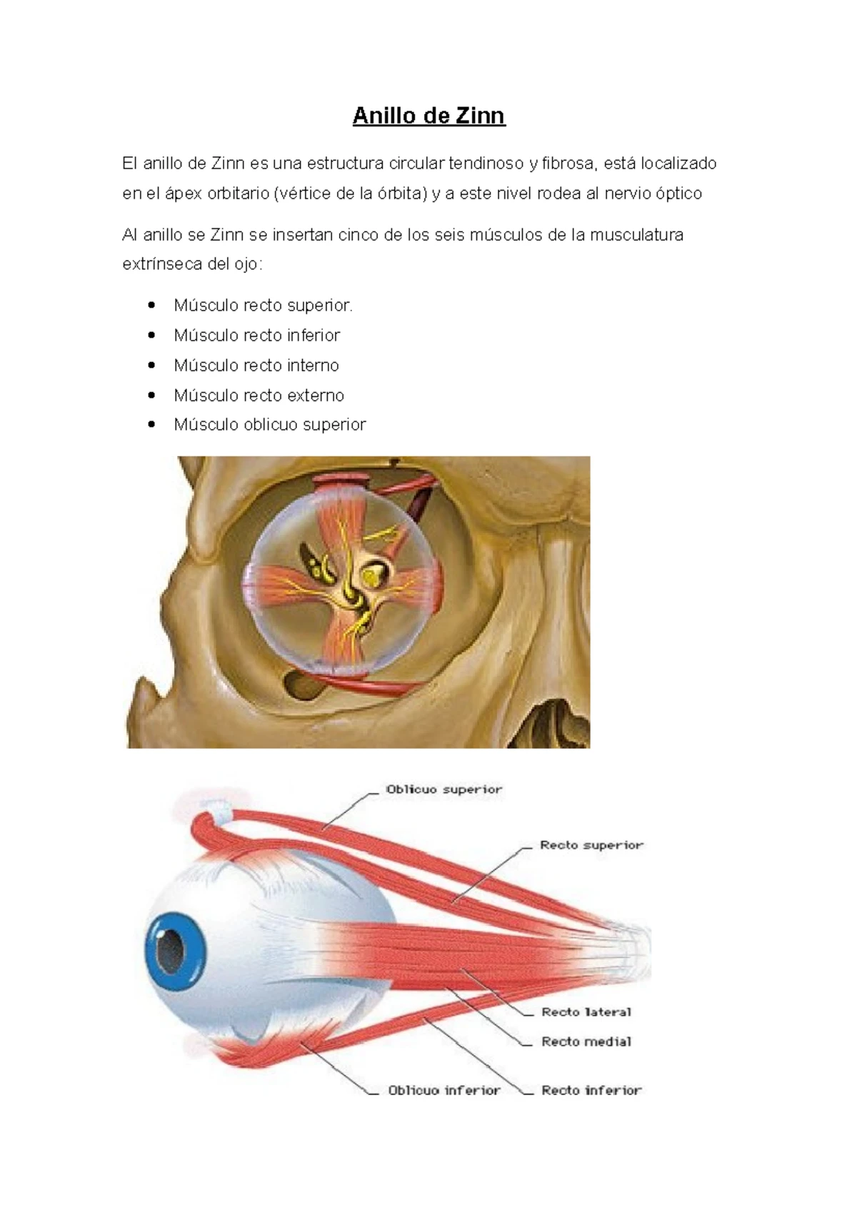 Anillo de Zinn, estructura, características de la disposición de los ...