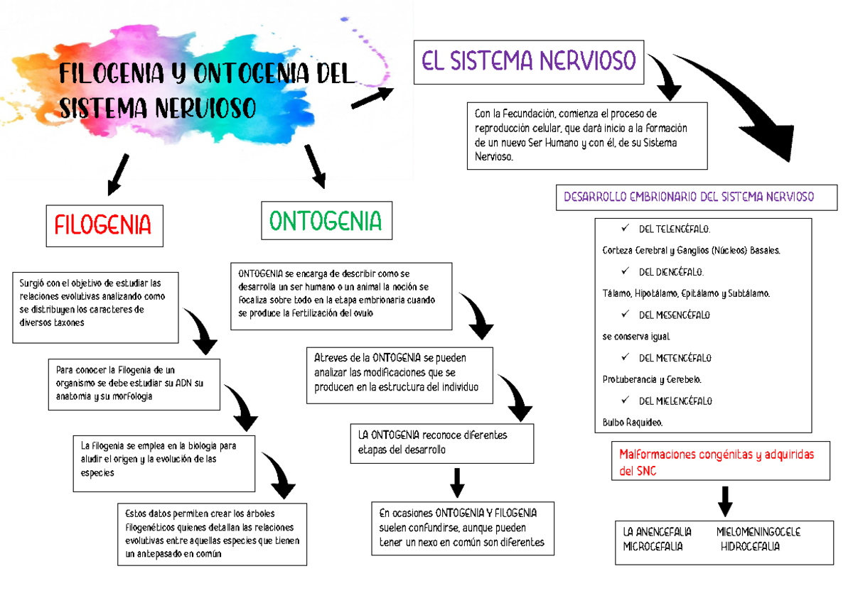 El Desarrollo Del Sistema Nervioso Filogenetico Neocórtex (cerebro):