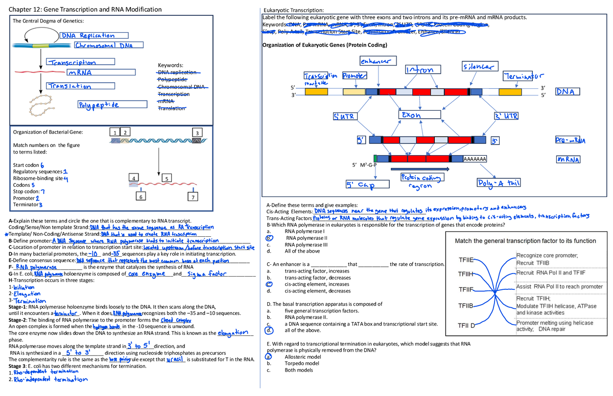 Homework Week-8 - CH 12 - 6 4 1 2 Chapter 12: Gene Transcription and ...