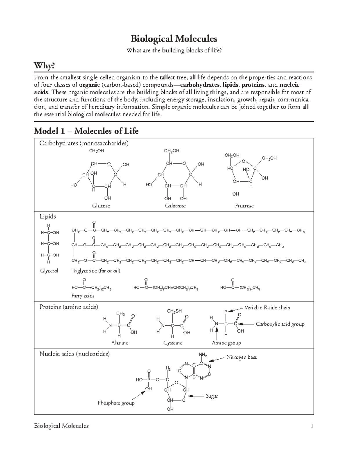Biological Molecules: Building Blocks of Life (Biology 6) - Studocu