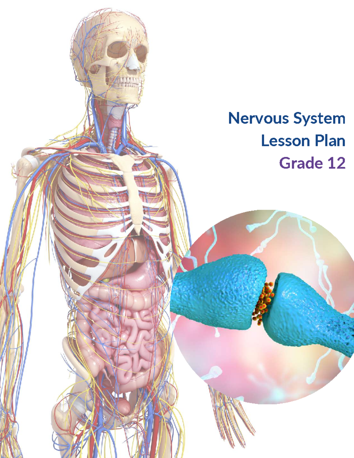 Humane science human nervous grade 12 lesson plan - Nervous System ...
