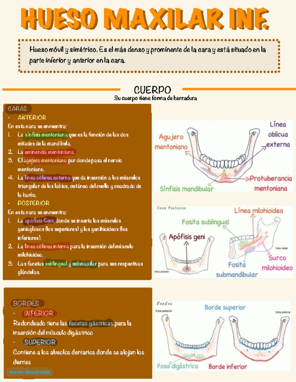 HUESO MAXILAR INF: Estructura y Funciones del Hueso Móvil Facial - Studocu
