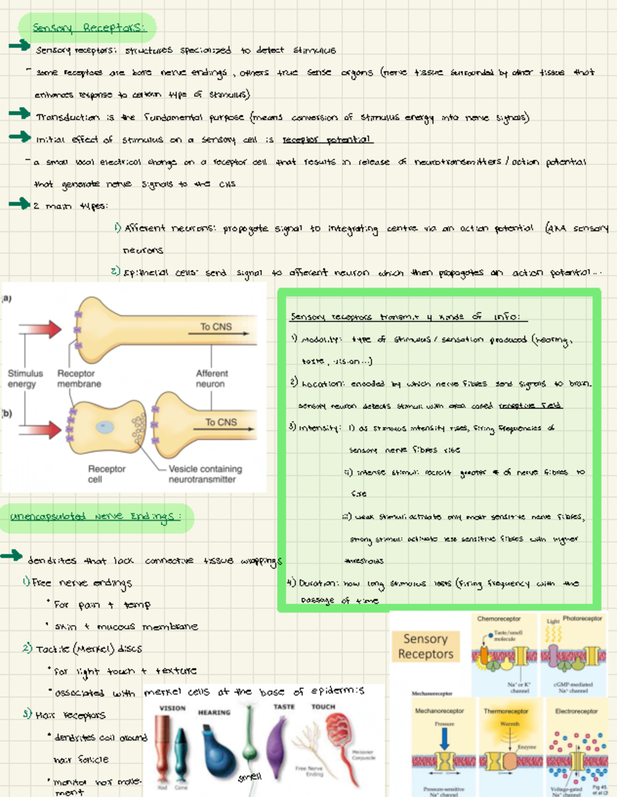 Unit 3 Special Senses - Lecture Summary Notes with Diagrams ...