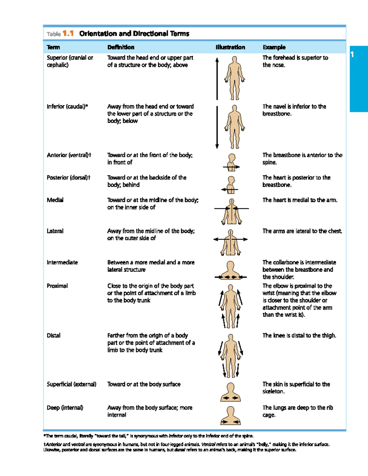 Directional Terms Quiz Practice (BIOL 101) - Studocu