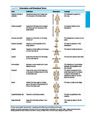 Directional Terms Anatomical Orientation And Directions | Human
