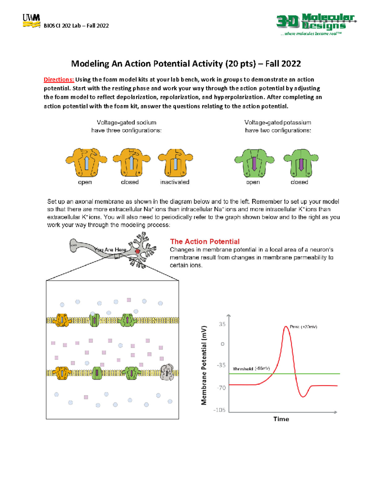 Modeling Action Potential: Activity Guide for Fall 2022 - Studocu