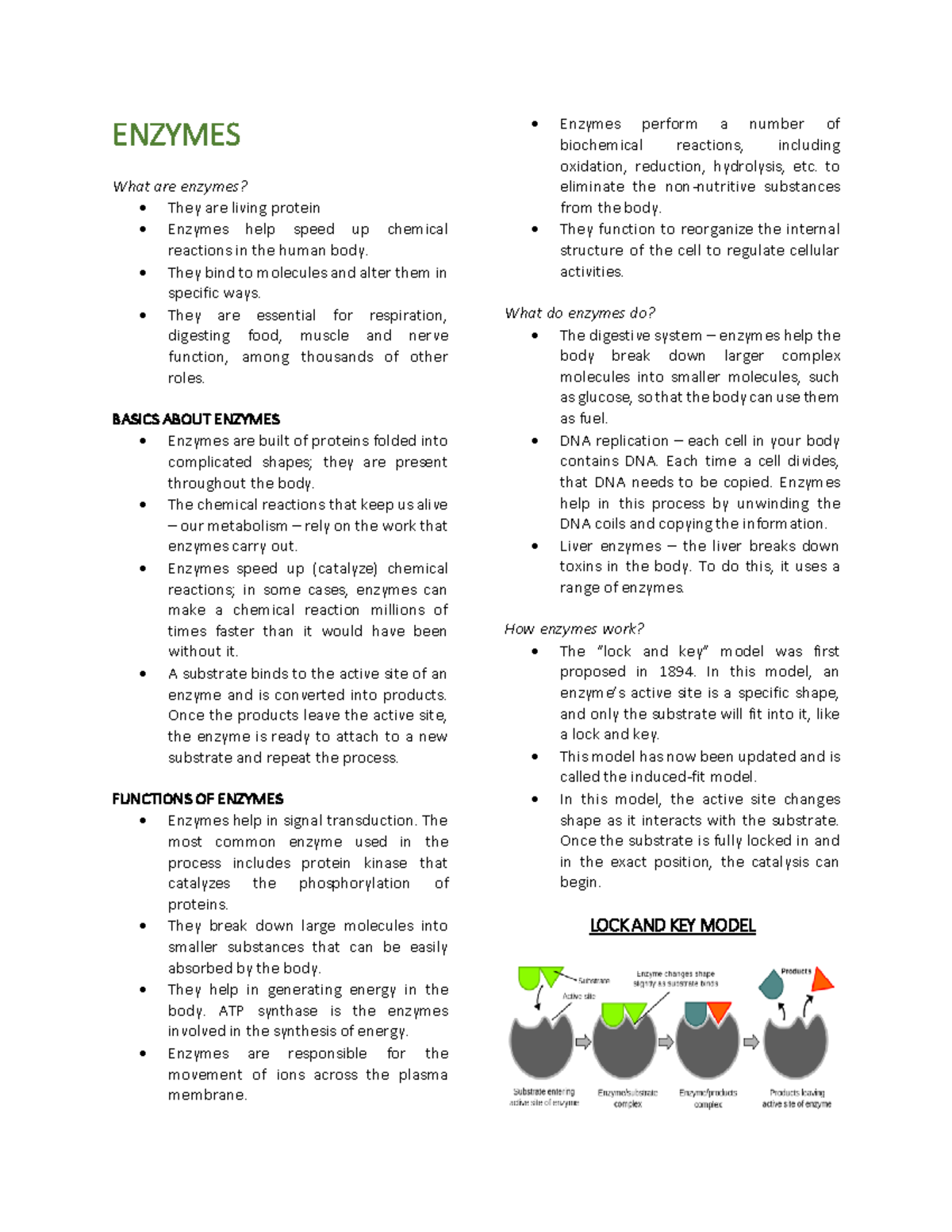 Enzyme Overview and Functions - BSN Study Notes - Studocu