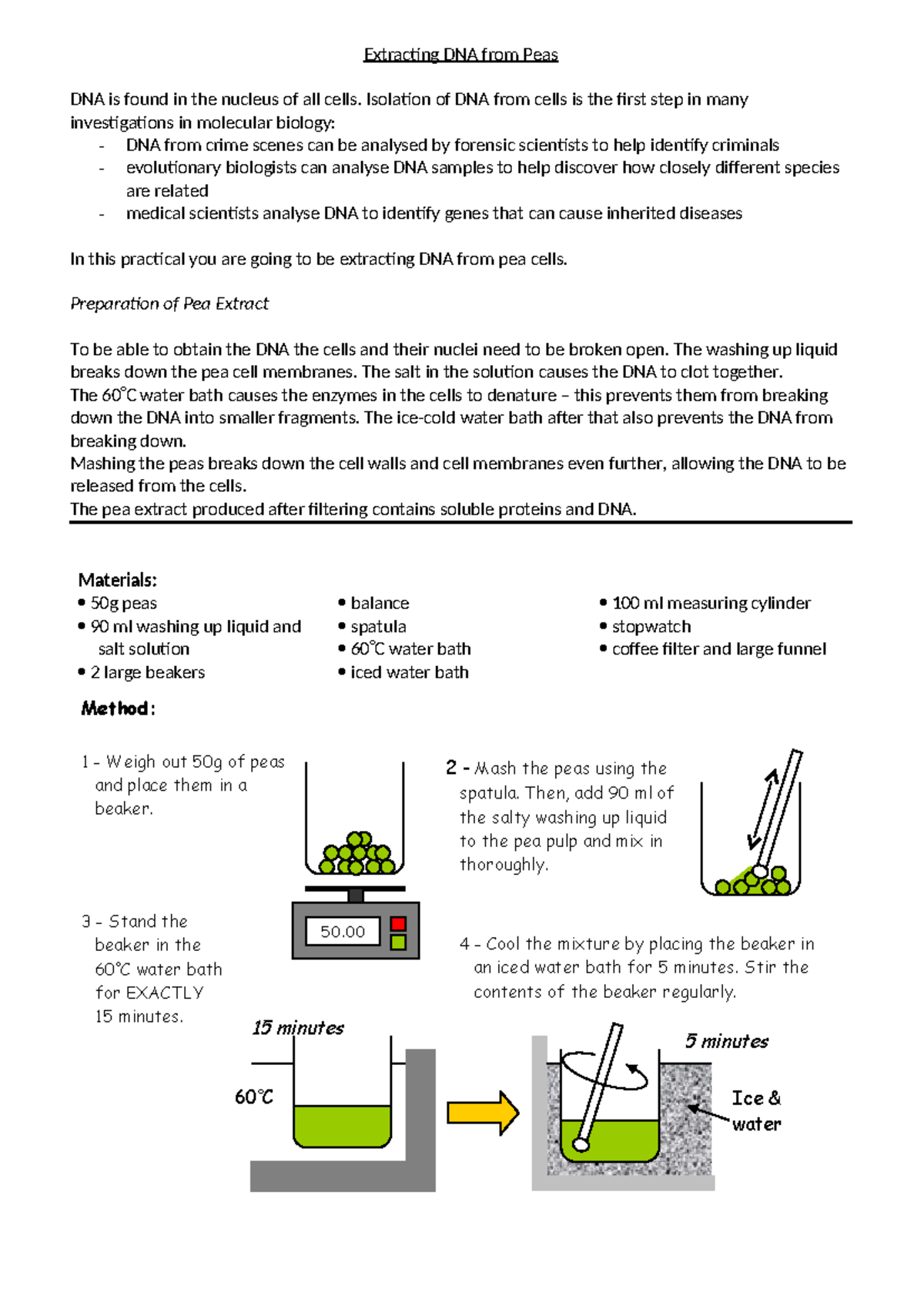 Extracting DNA from Peas: A Practical Guide for Biology Lab - Studocu